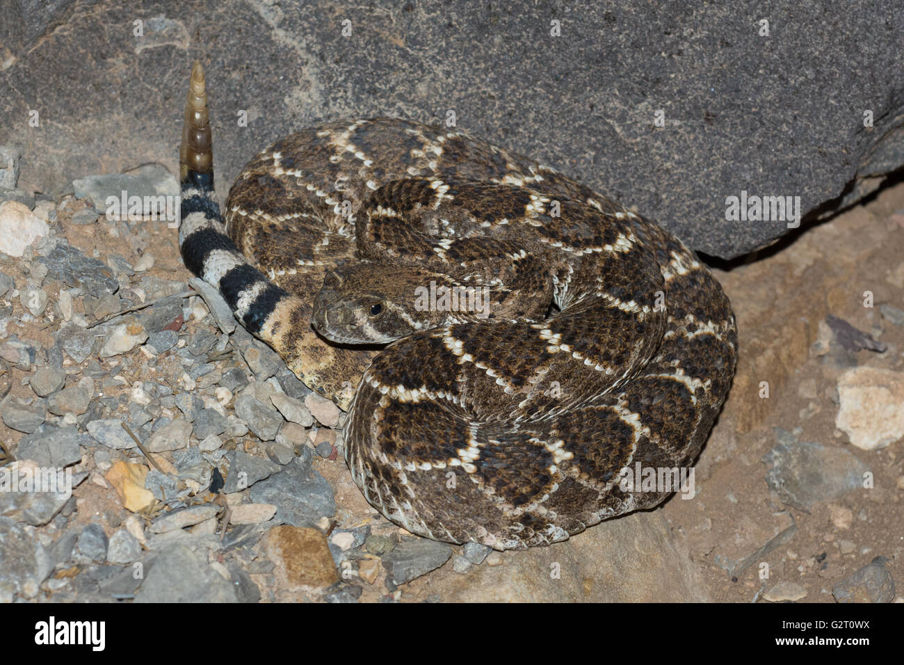 Melanistic Western Diamond-backed Rattlesnake, (Crotalus atrox), Valley ...