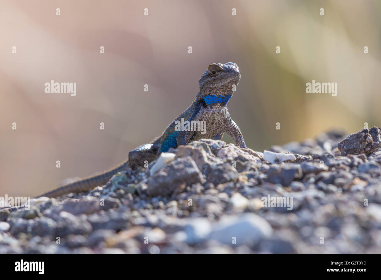 Melanistic hi-res stock photography and images - Alamy