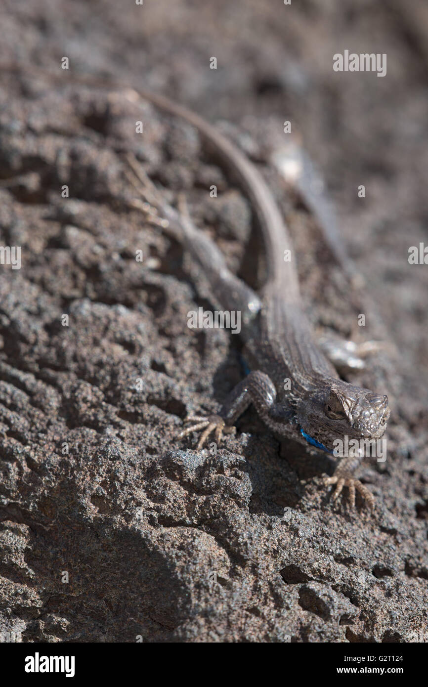 Cowlesi hi-res stock photography and images - Alamy