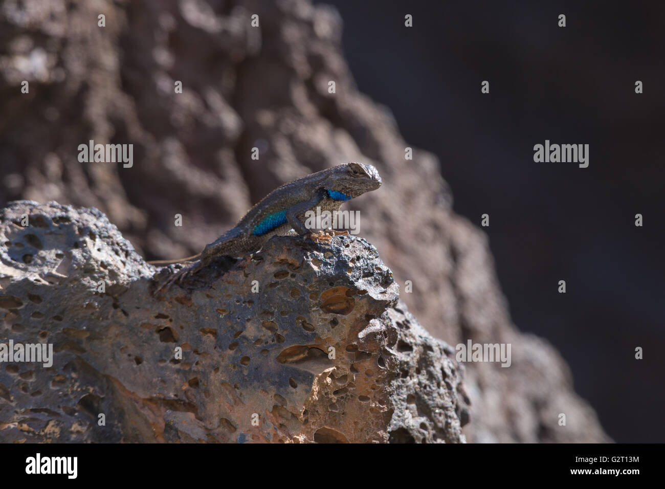 Melanistic Southwestern Fence lizard, (Sceloporus cowlesi). Valley of ...