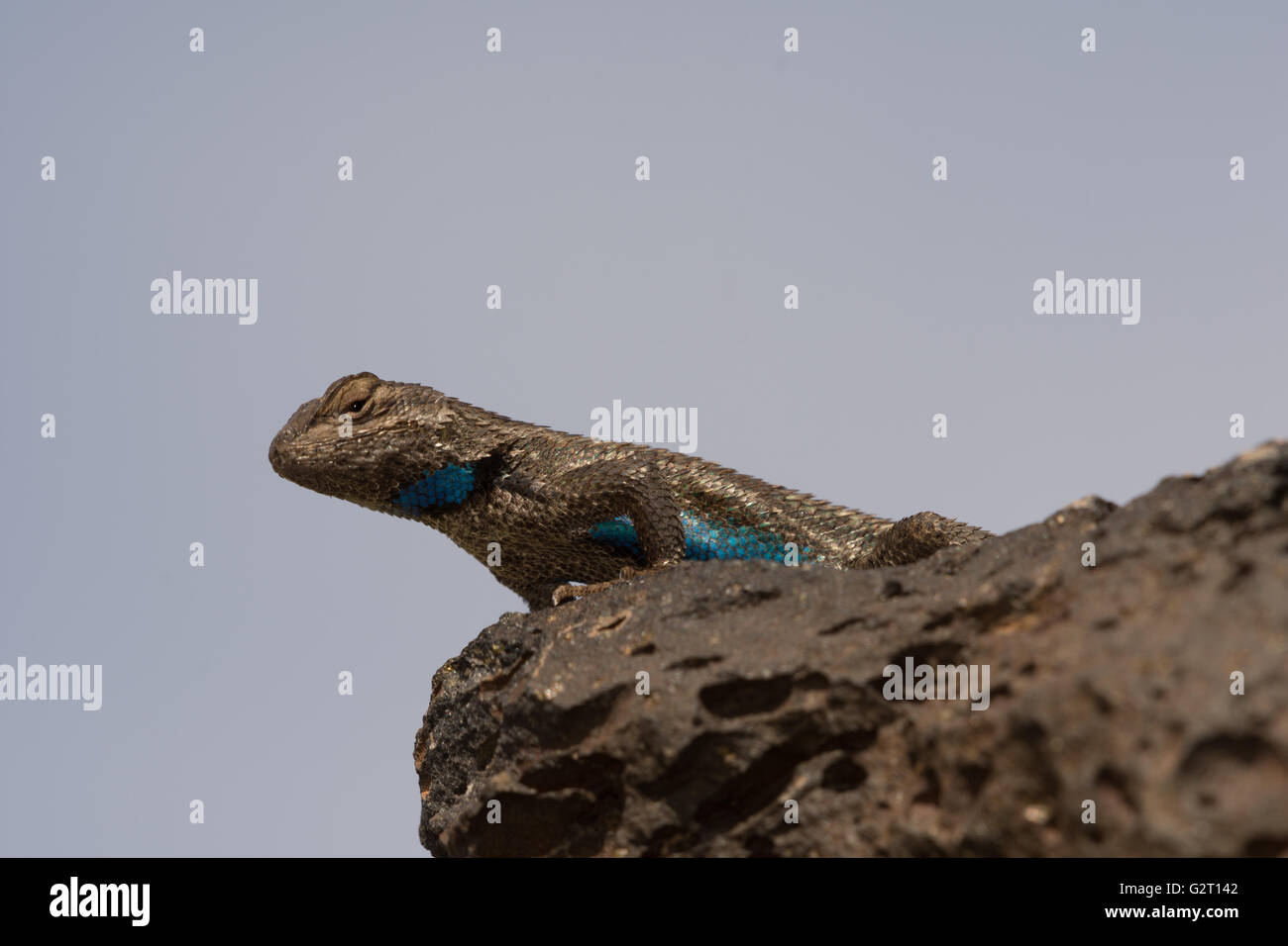Melanistic Southwestern Fence lizard, (Sceloporus cowlesi). Valley of ...