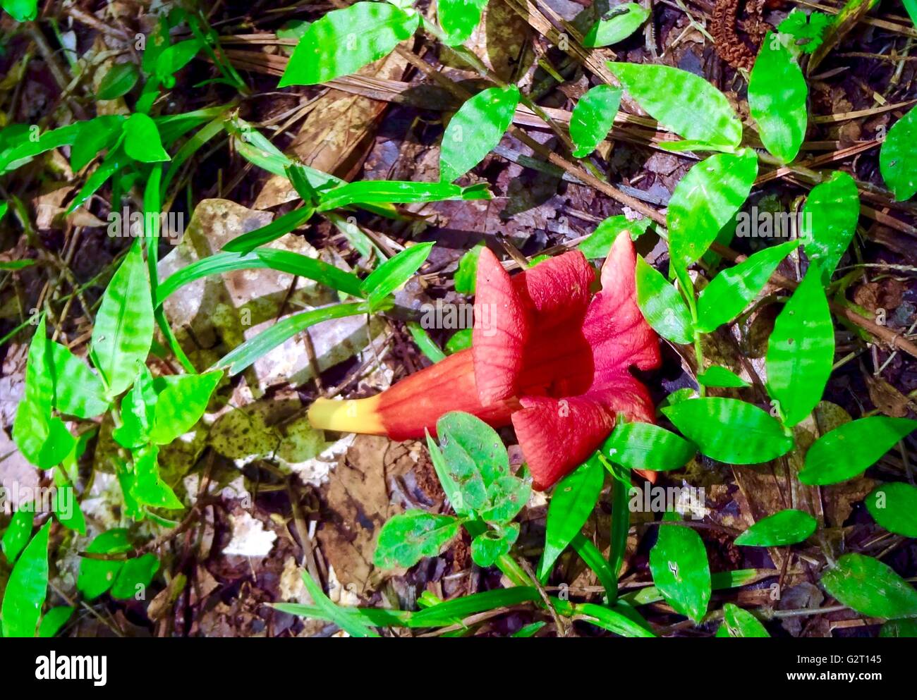 Decaying flower hi-res stock photography and images - Alamy
