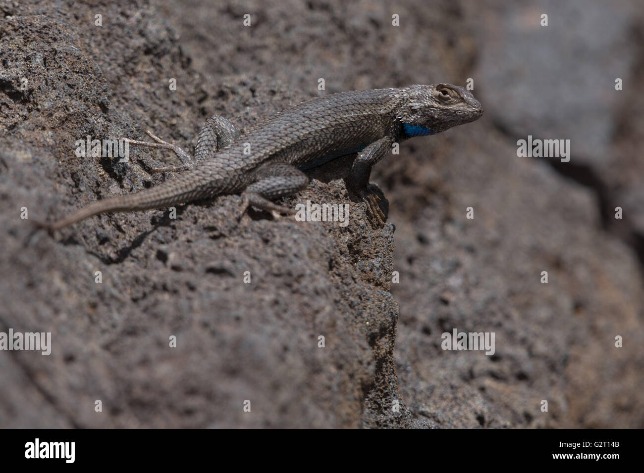 Melanistic Southwestern Fence lizard, (Sceloporus cowlesi). Valley of ...