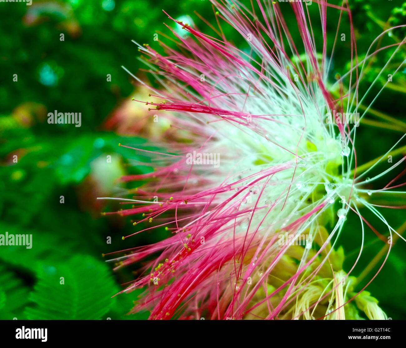 Tree pollen spores spring hi-res stock photography and images - Alamy