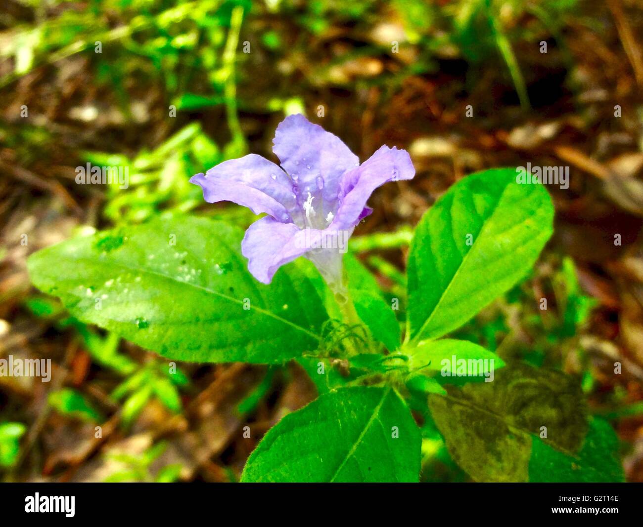 Vibrant spring flower hi-res stock photography and images - Alamy