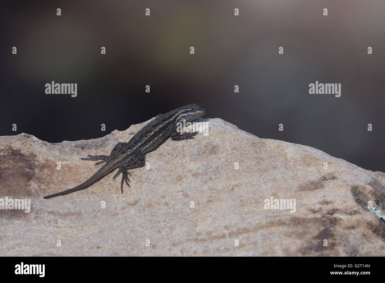 Melanistic Southwestern Fence lizard, (Sceloporus cowlesi). Valley of ...