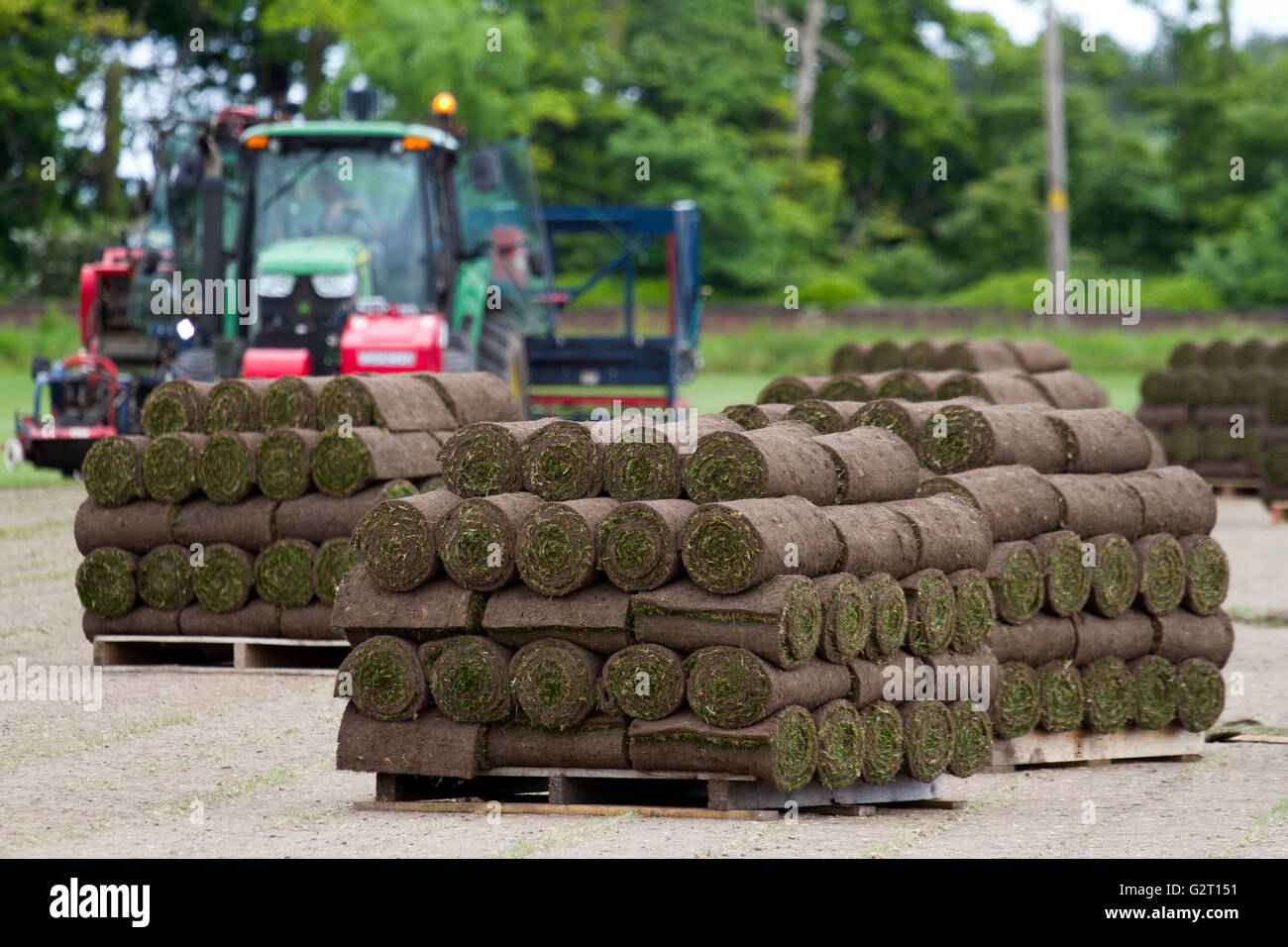 Turf growing in Burscough, Lancashire Stock Photo - Alamy