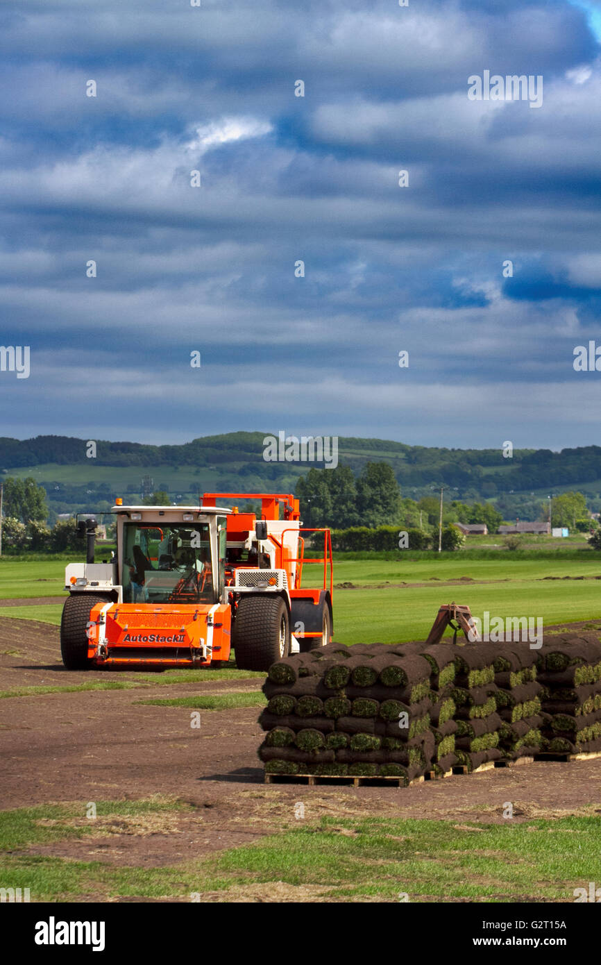 Turf Growing in Burscough, Lancashire, UK Stock Photo - Alamy