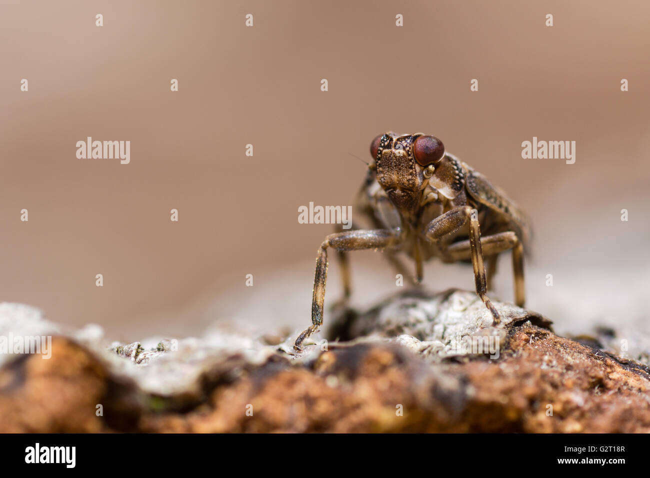 Cross veins hi-res stock photography and images - Alamy