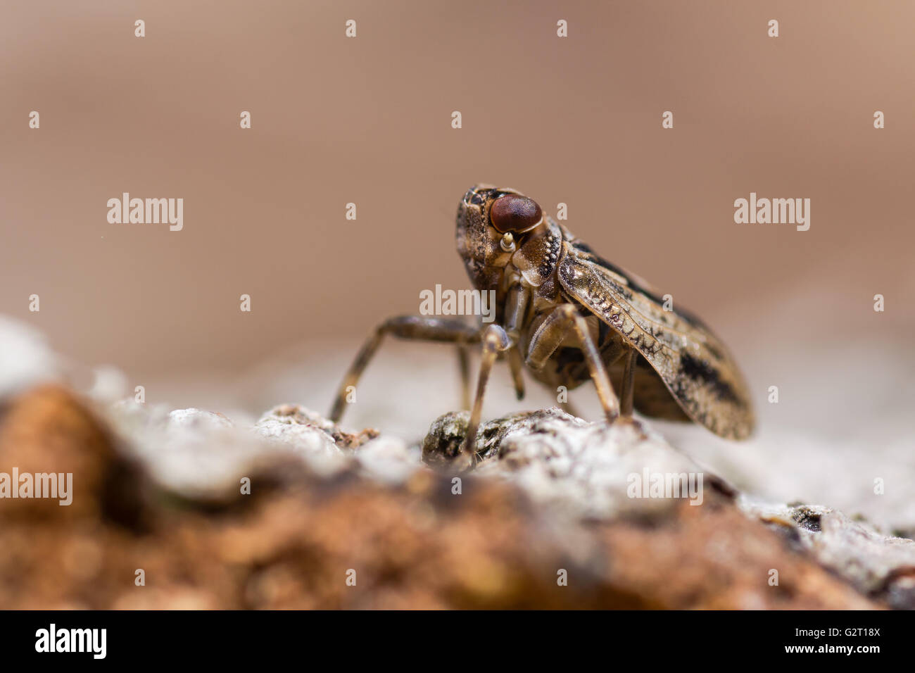 Hemiptera hi-res stock photography and images - Alamy