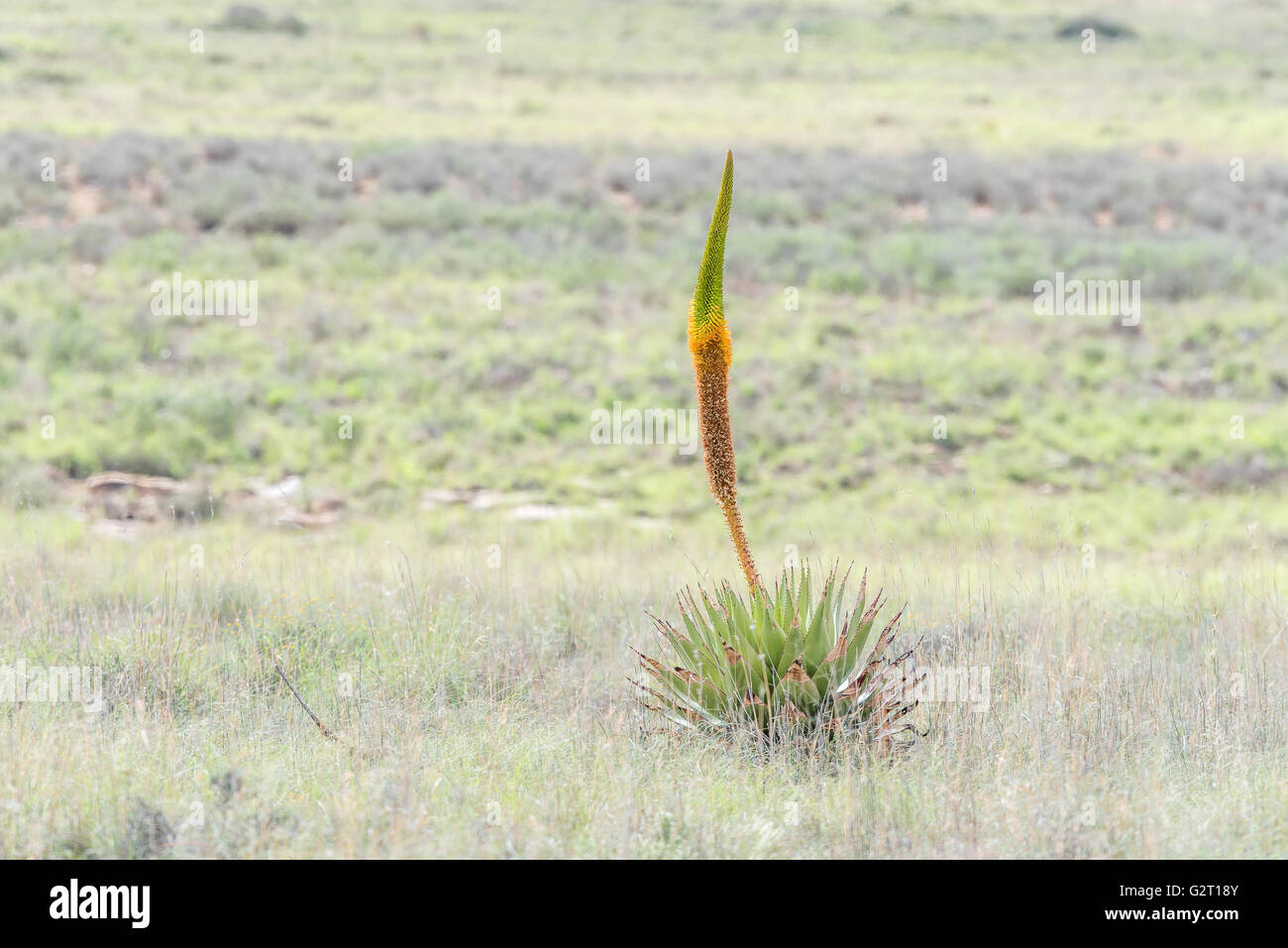 Karoo aloe south africa hi-res stock photography and images - Alamy