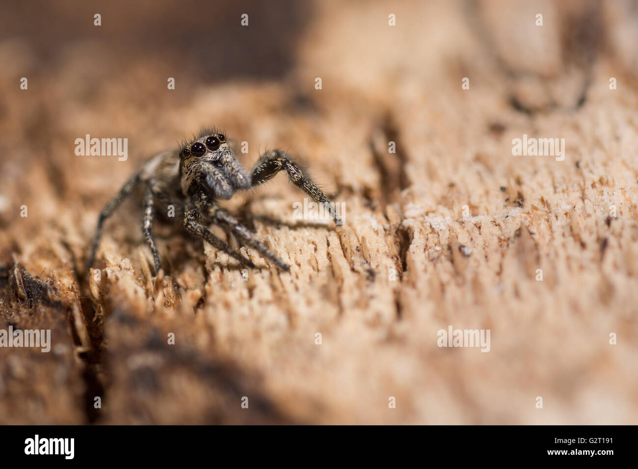 Zebra spider (Salticus scenicus) eyes and palps. Jumping spider in ...