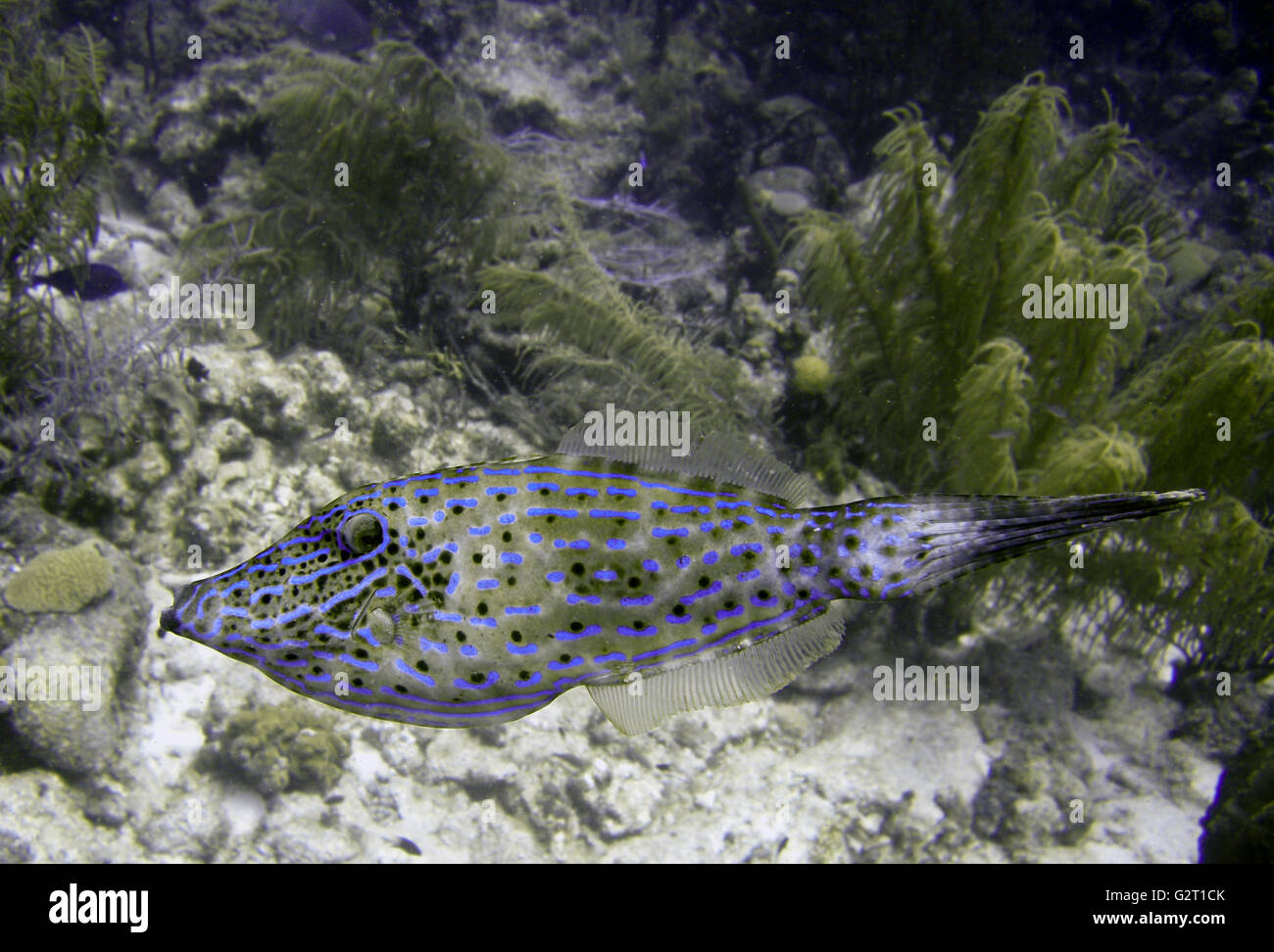 saltwater filefish underwater on a tropical coral reef Stock Photo - Alamy