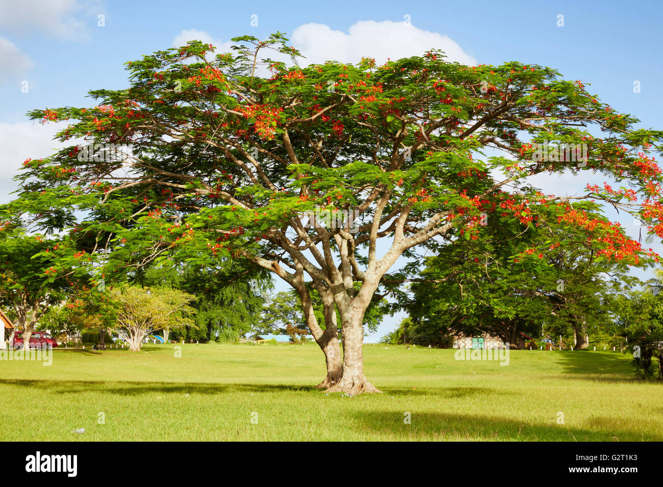 Delonix Regia High Resolution Stock Photography and Images - Alamy