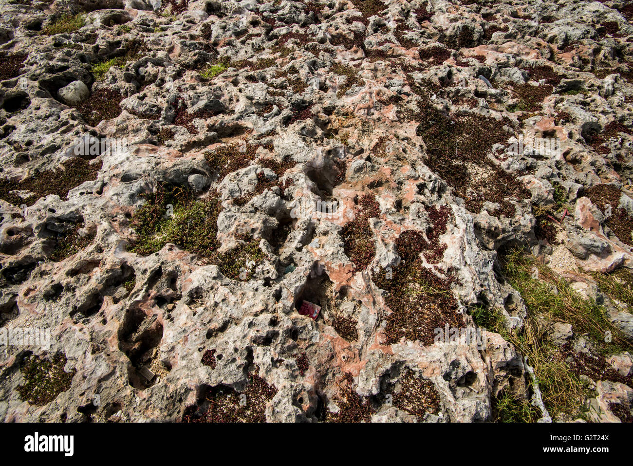 volcanic rock from northern coast of Cuba, Caribbean Stock Photo - Alamy