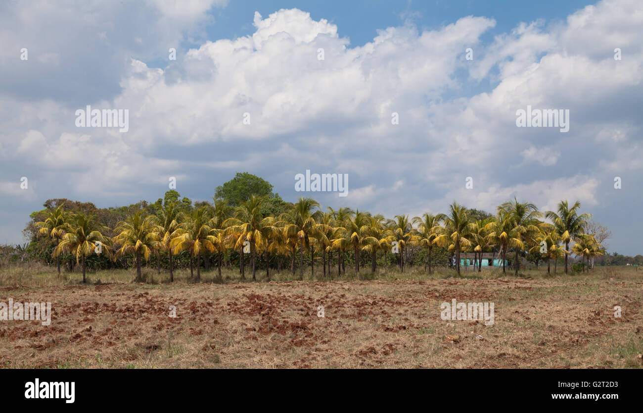 Coconut plantation in Cuba Stock Photo - Alamy