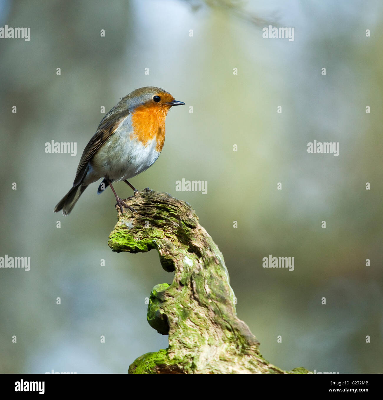 Cannock chase wildlife hi-res stock photography and images - Alamy