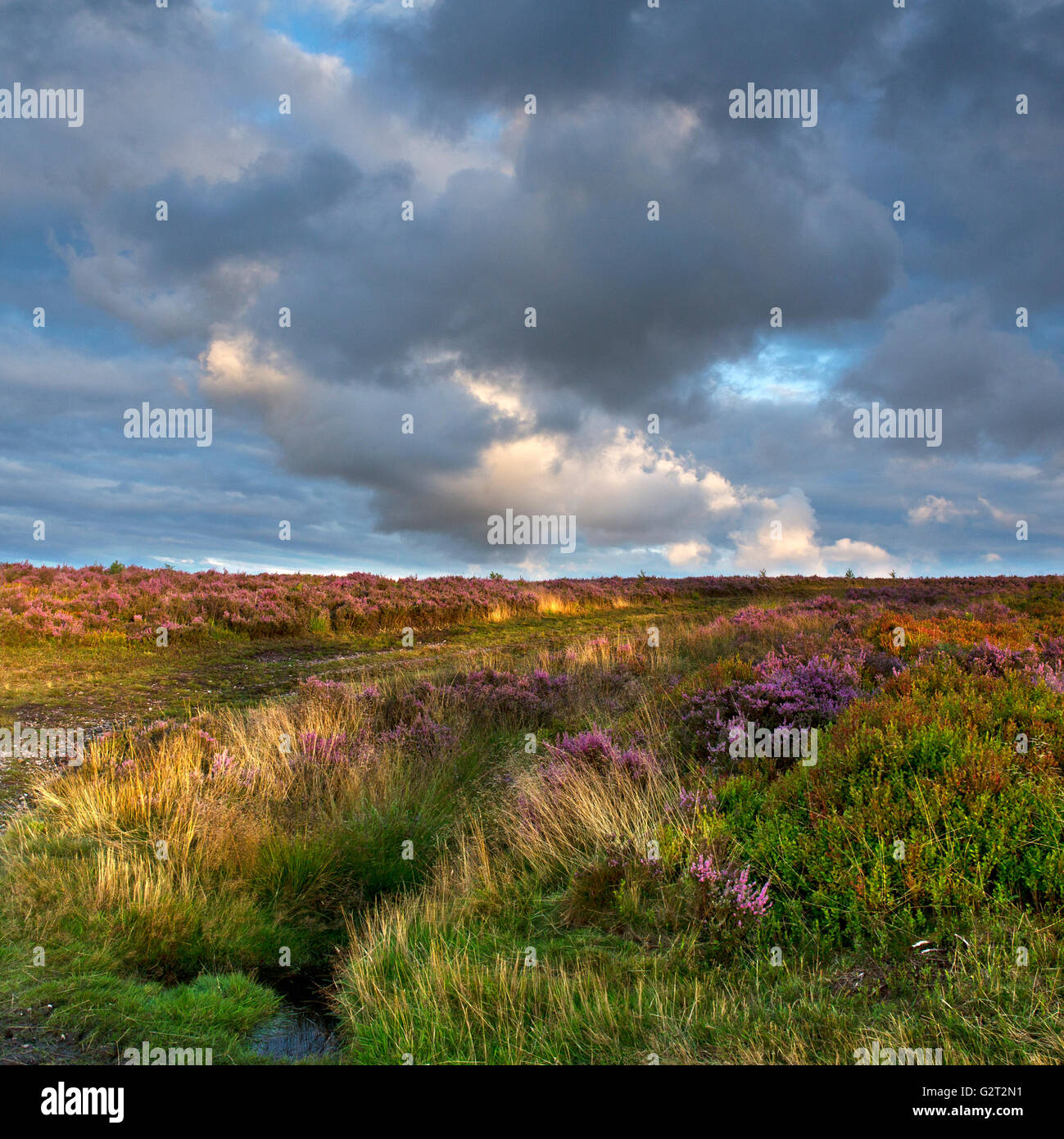 Footpaths widing through Cannock Chase Area of Outstanding Natural ...