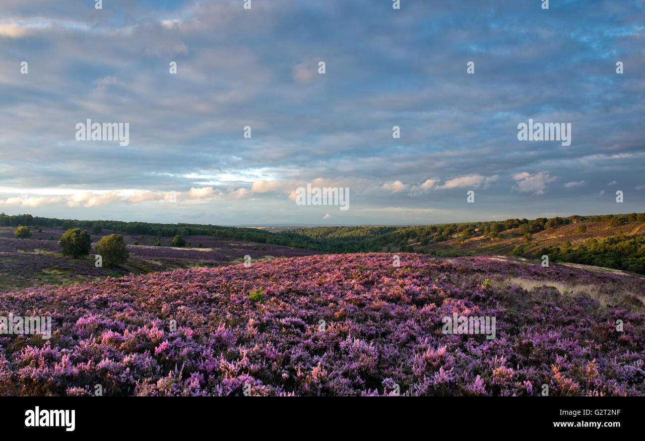 Cannock Chase Area of Outstanding Natural Beauty with Heather in bloom ...
