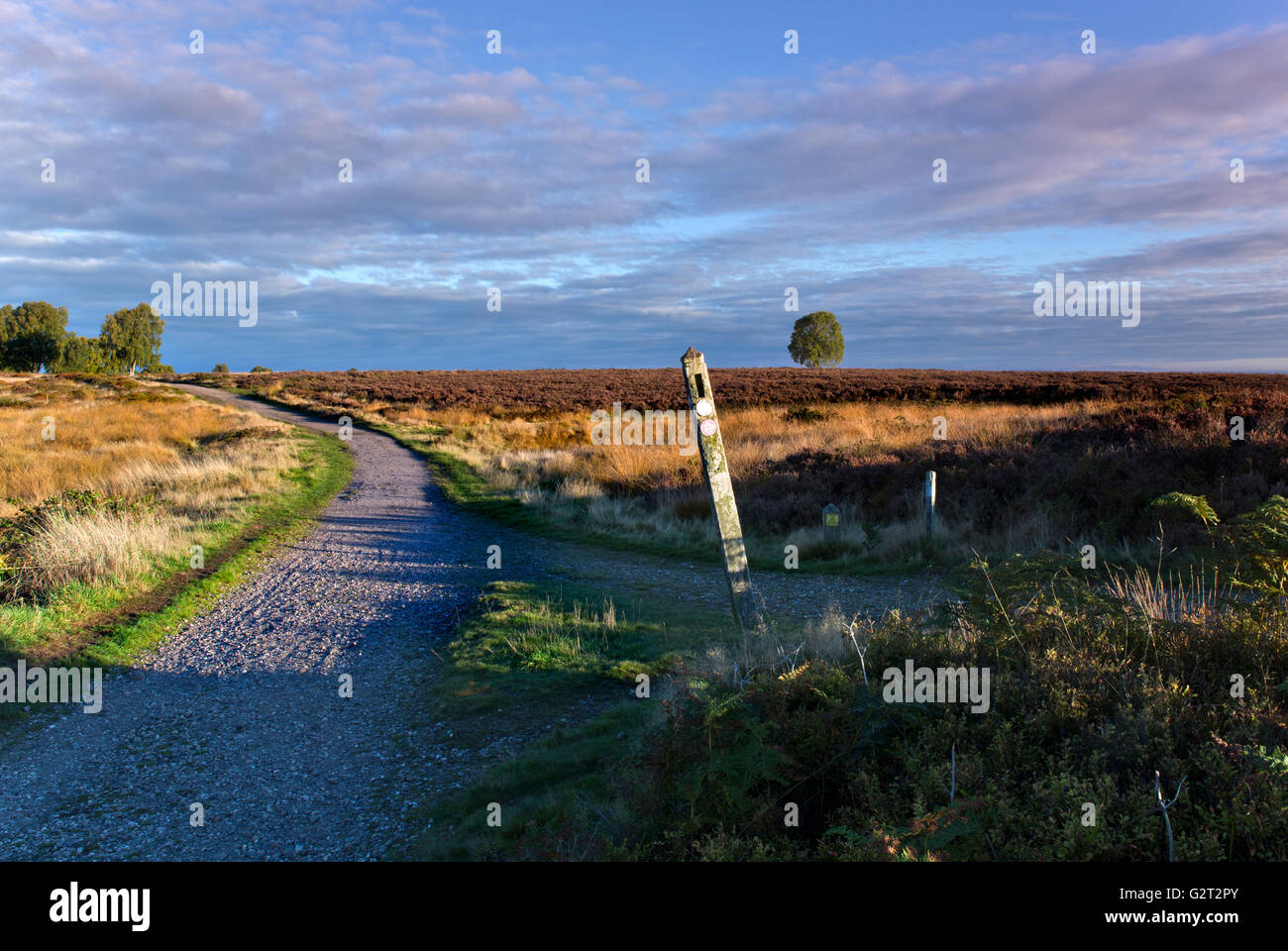 Heart of England Way and waymark post across the Heathland under a ...