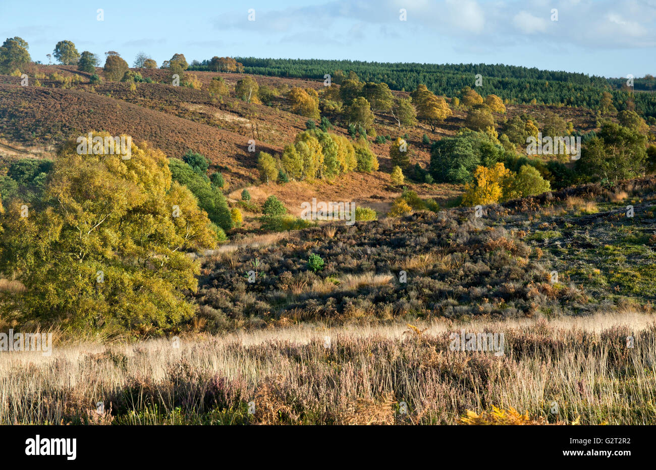 Looking across Lowland Heath and Sherbrook Valley to tree studded hills ...