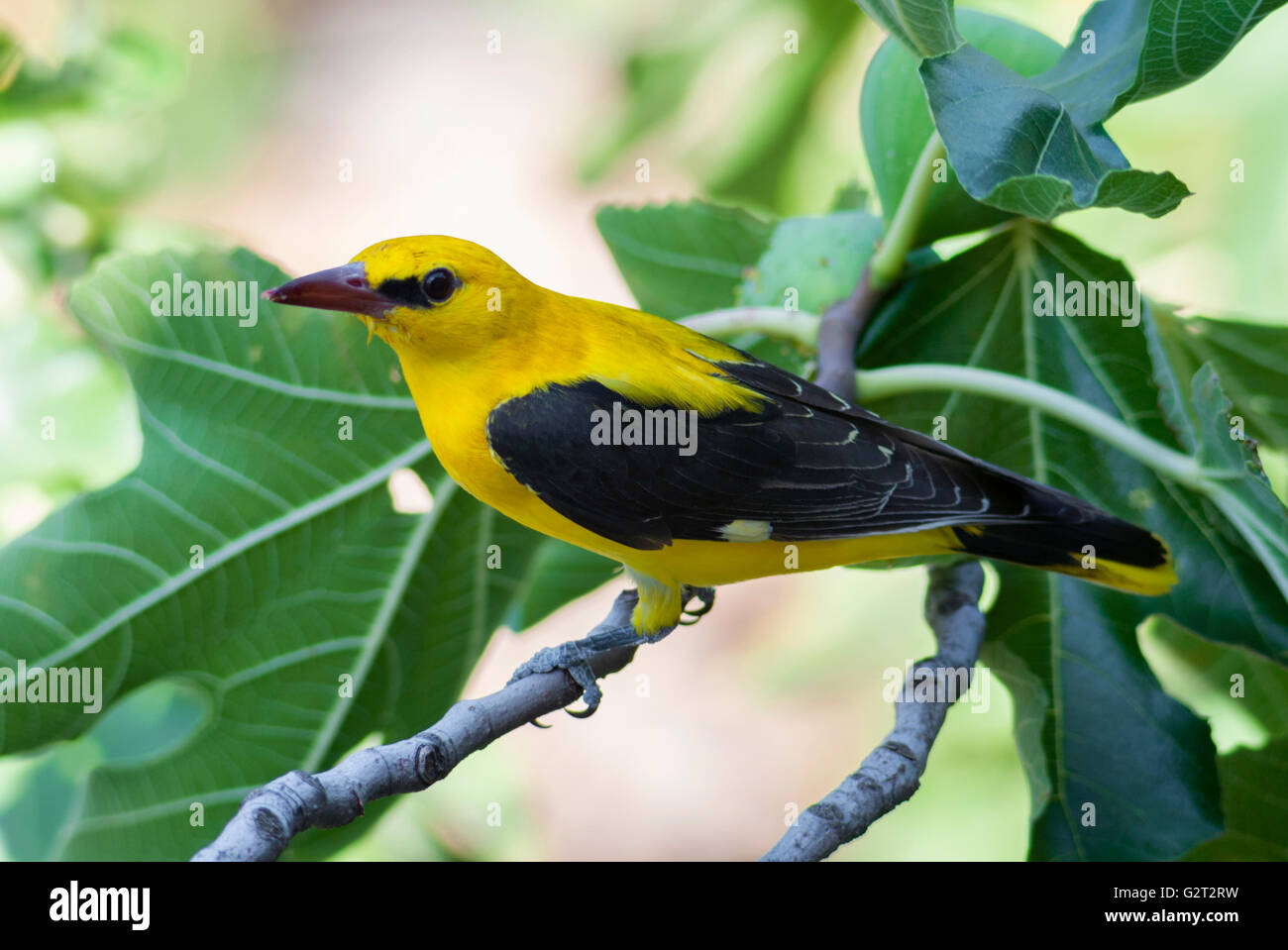 Male oriole hi-res stock photography and images - Alamy