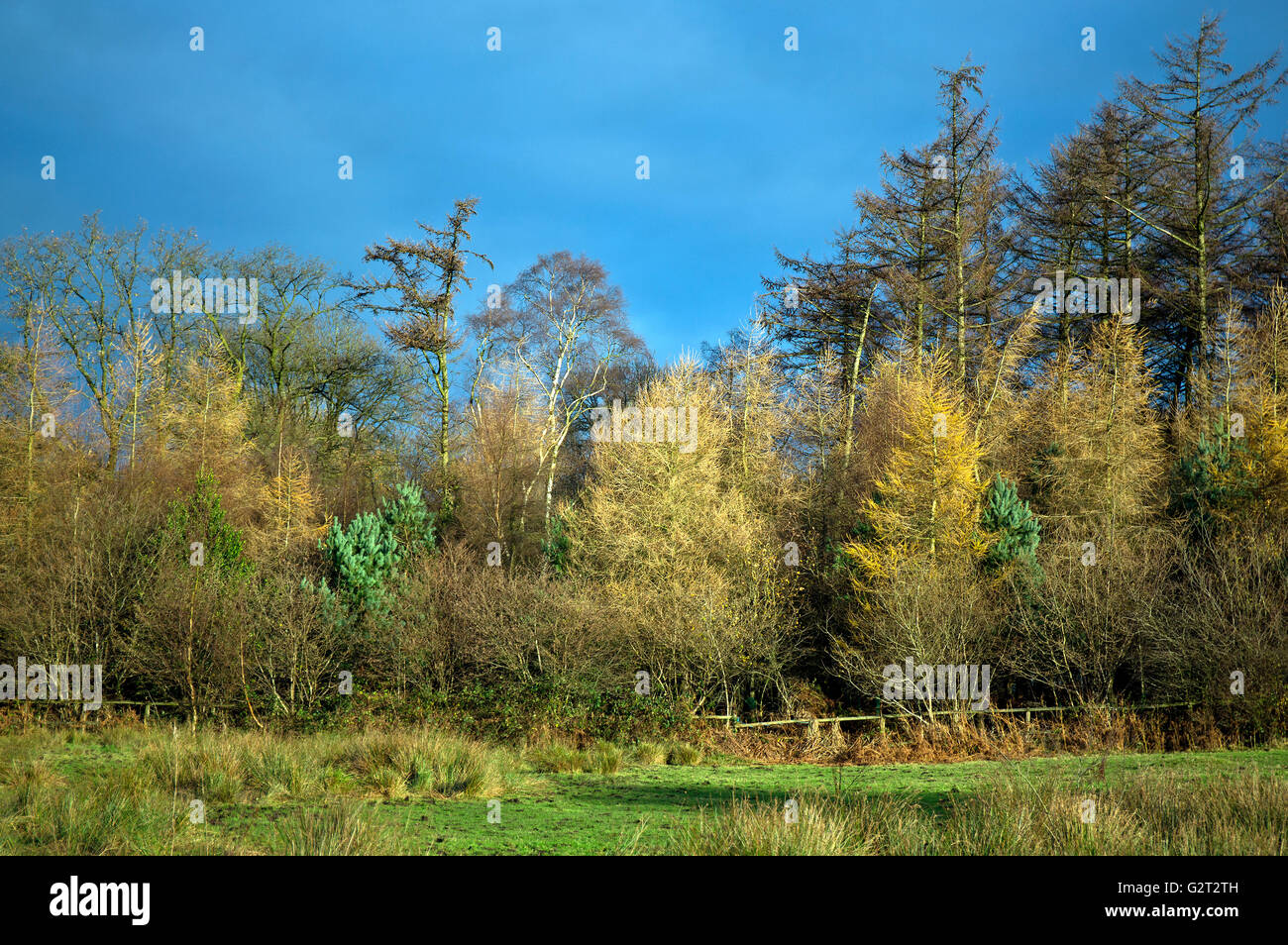 Golden Larch trees in winter Castle Ring, Cannock Chase AONB Area of ...