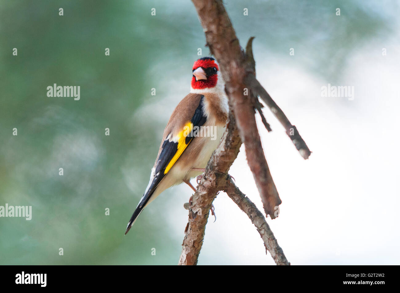 Goldfinch red face hi-res stock photography and images - Alamy