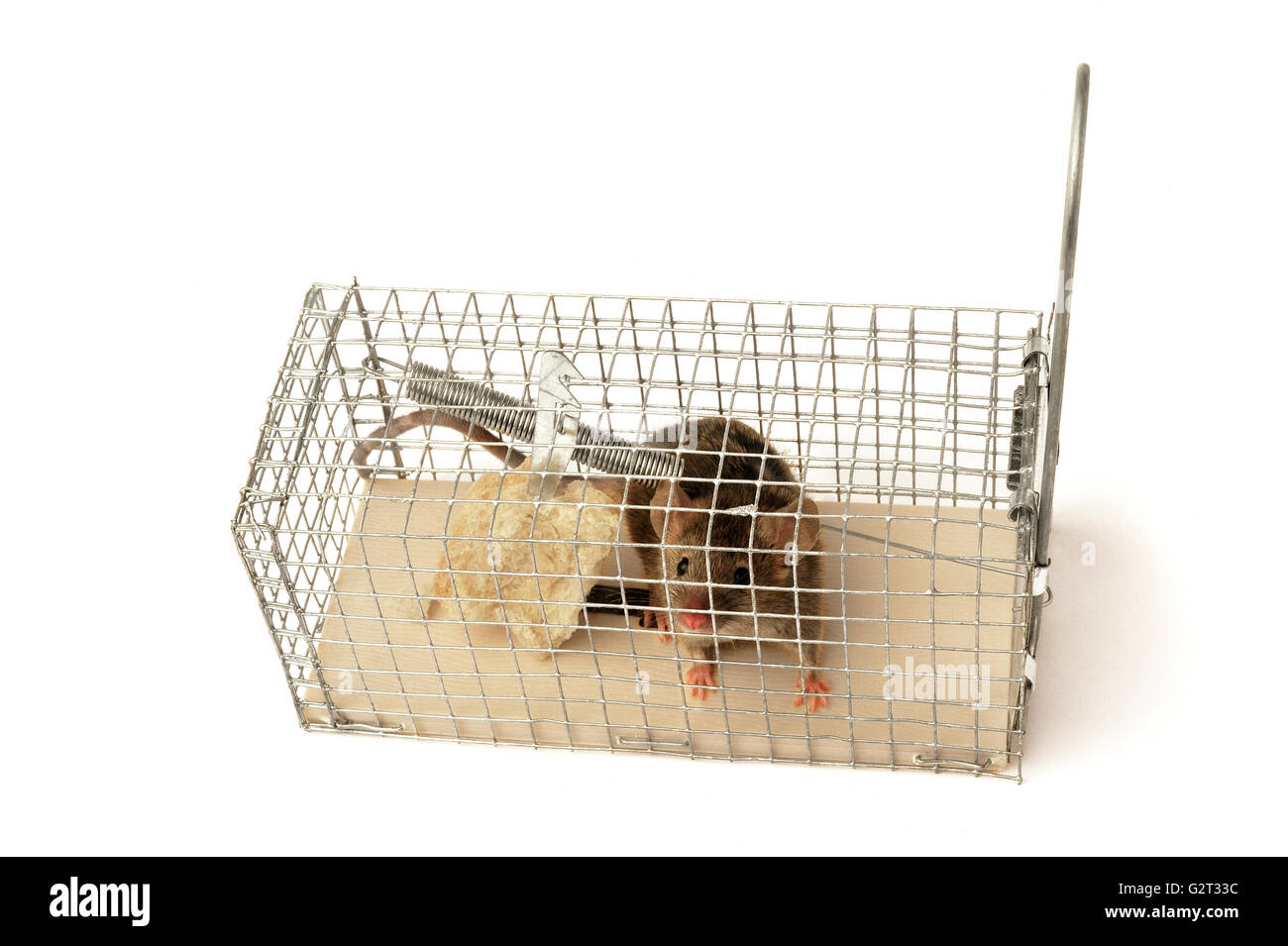 White mice cage Cut Out Stock Images & Pictures - Alamy
