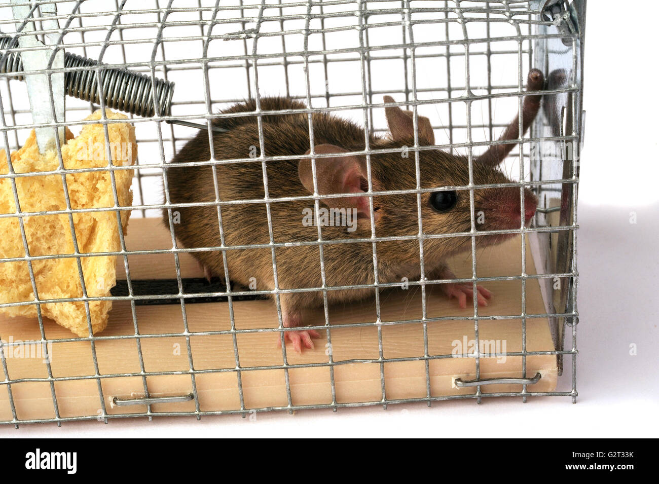 Mouse control hi-res stock photography and images - Alamy