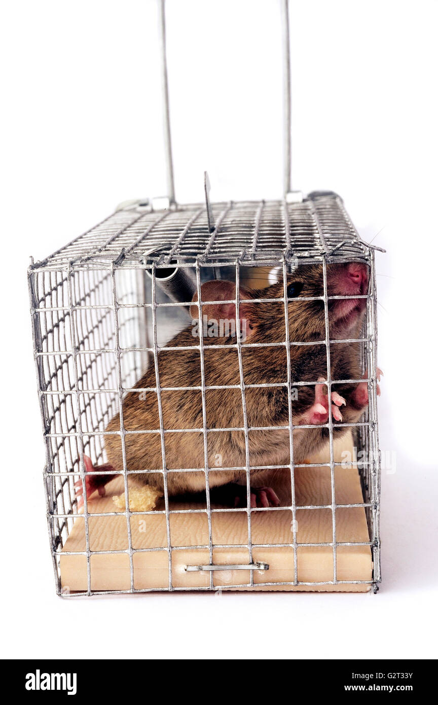 Trapped mice Cut Out Stock Images & Pictures - Alamy
