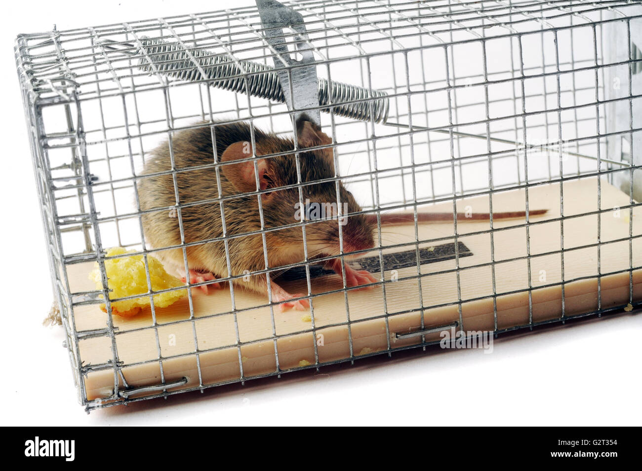Scoop or mouse trap with a mouse trapped with a piece of bread Stock ...