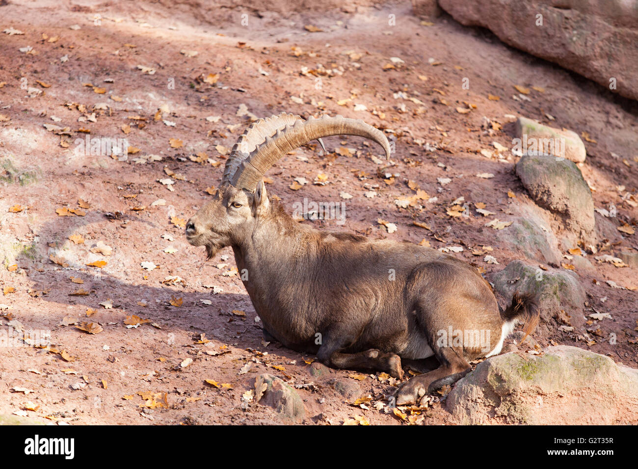 The Alpine ibex in Nuremberg zoo Stock Photo - Alamy