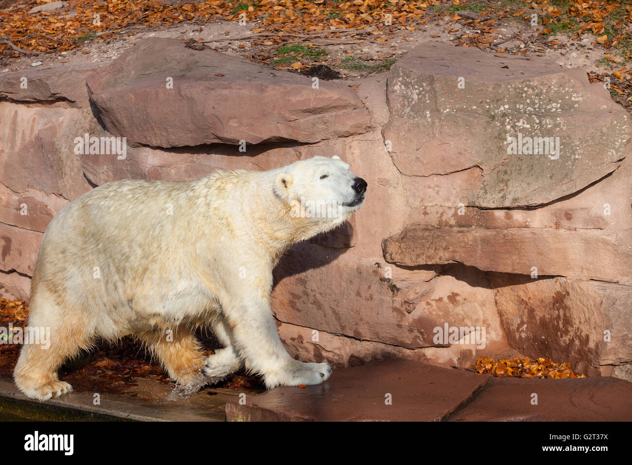 Polar bear - Ursus maritimus Stock Photo - Alamy