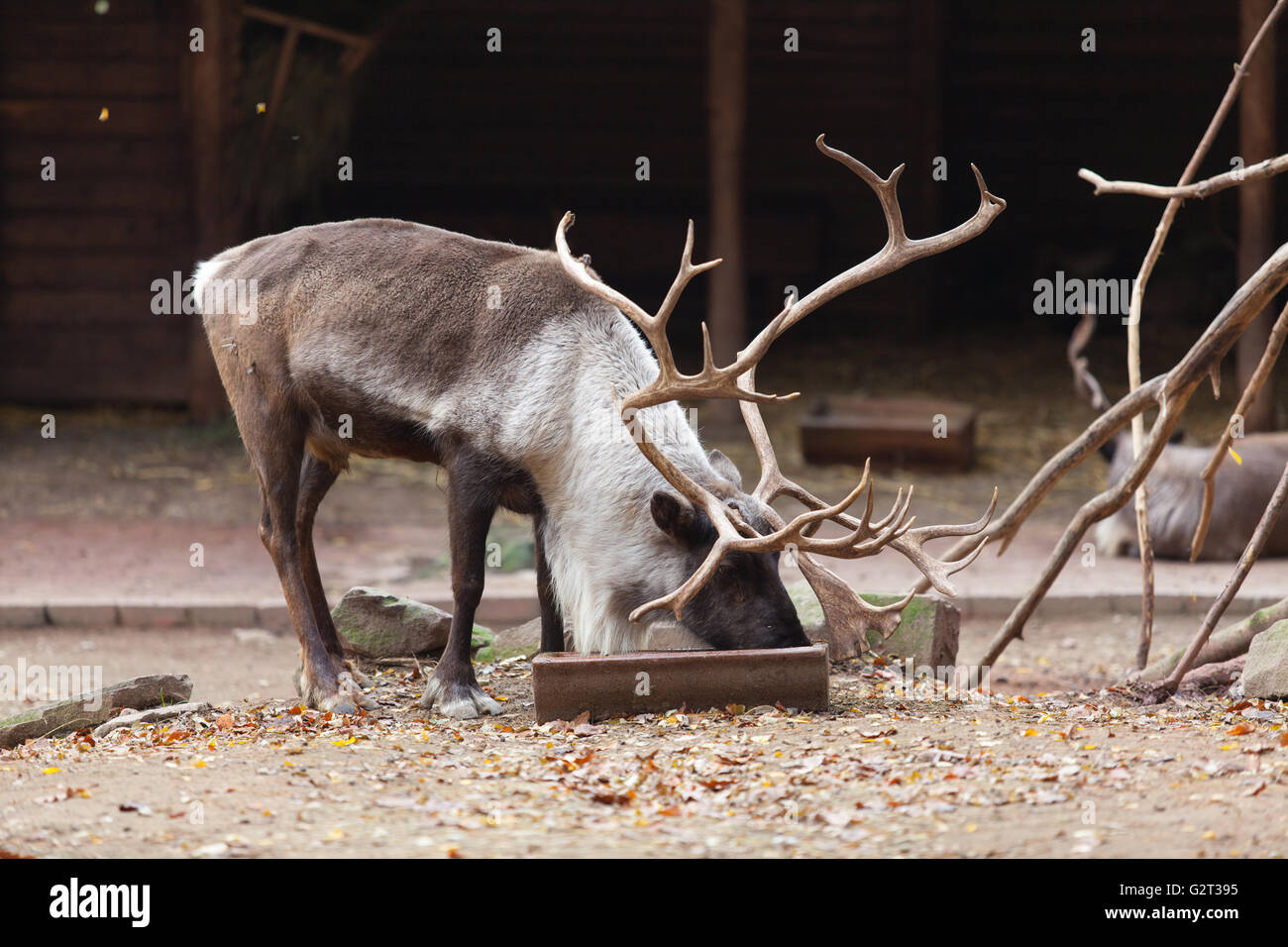 Large male reindeer hi-res stock photography and images - Alamy