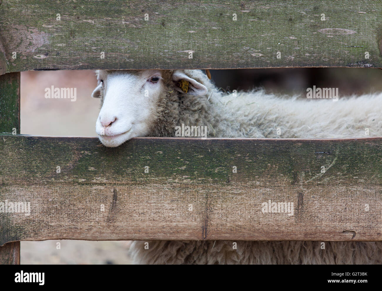 sheep stuck her head through the fence Stock Photo - Alamy
