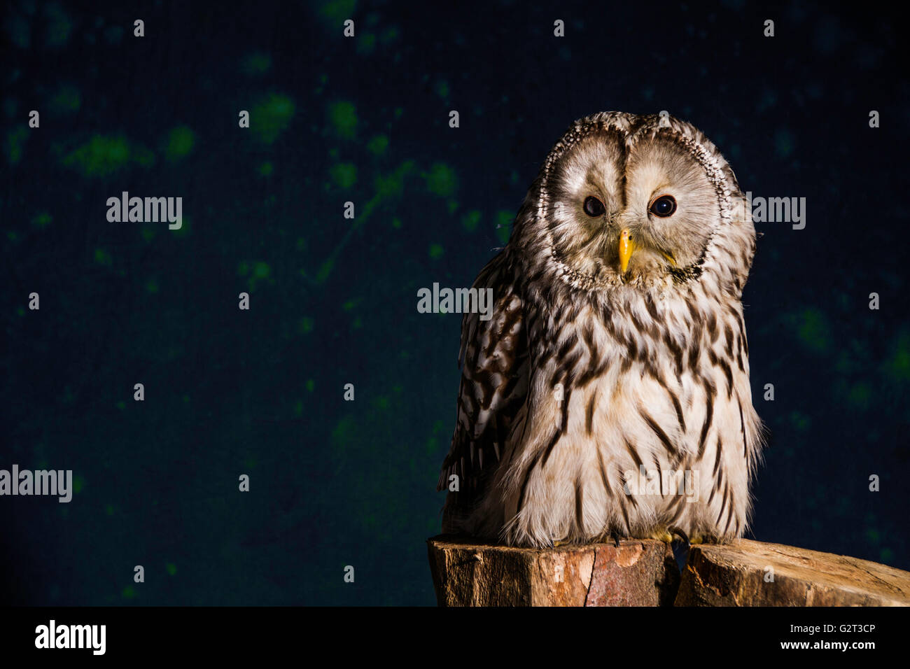 Barn ow hi-res stock photography and images - Alamy