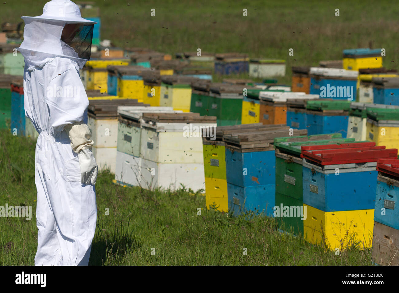 Horizontal photo of a beekeeper in white protection suit watching over ...