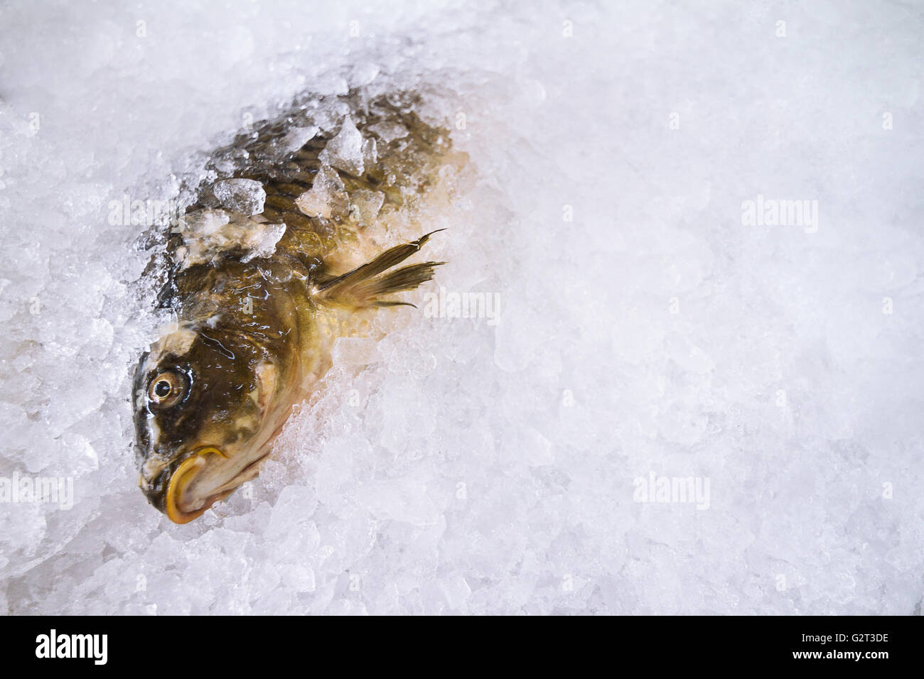 Horizontal front view of a carp fish kept cool under ice at the market ...