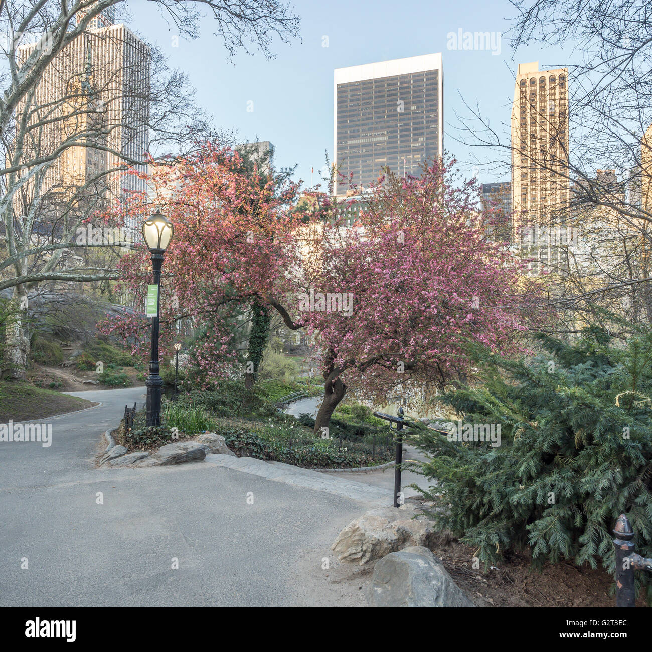 Central Park, New York City in early spring with flowers and trees in ...