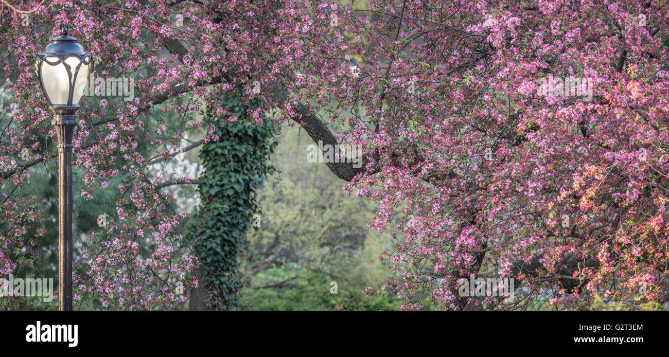 Central Park, New York City in early spring with flowers and trees in ...