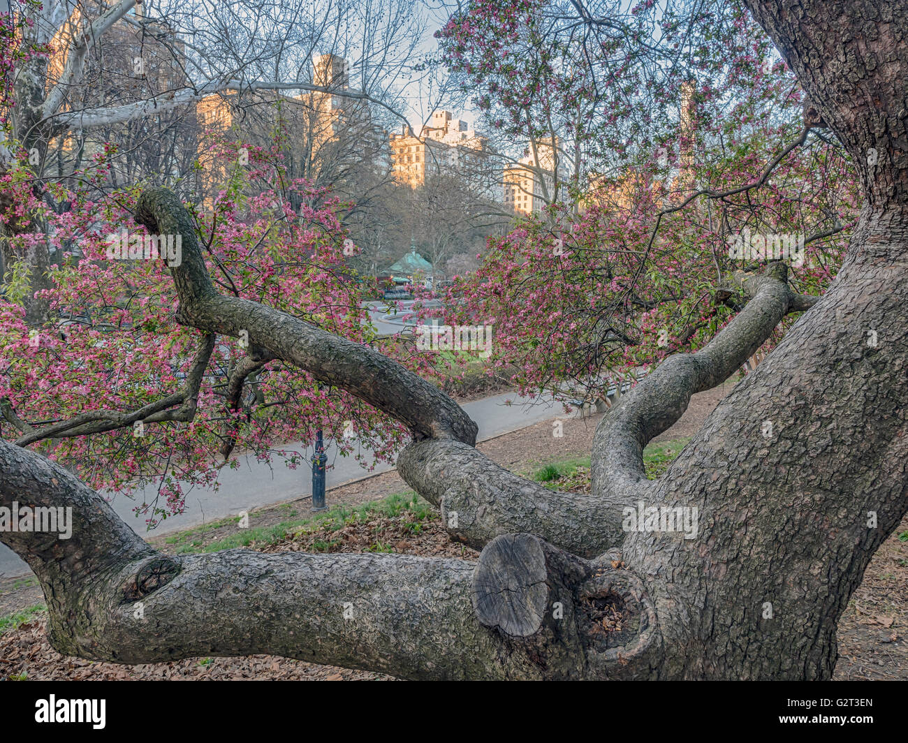 Central Park, New York City in early spring with flowers and trees in ...