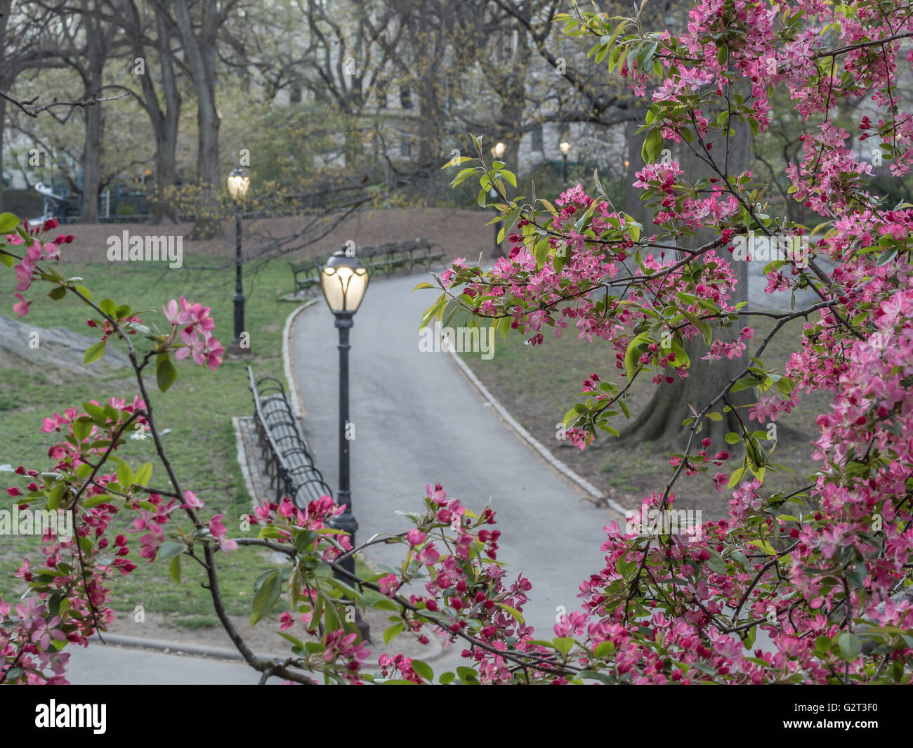 Central Park, New York City in early spring with flowers and trees in ...