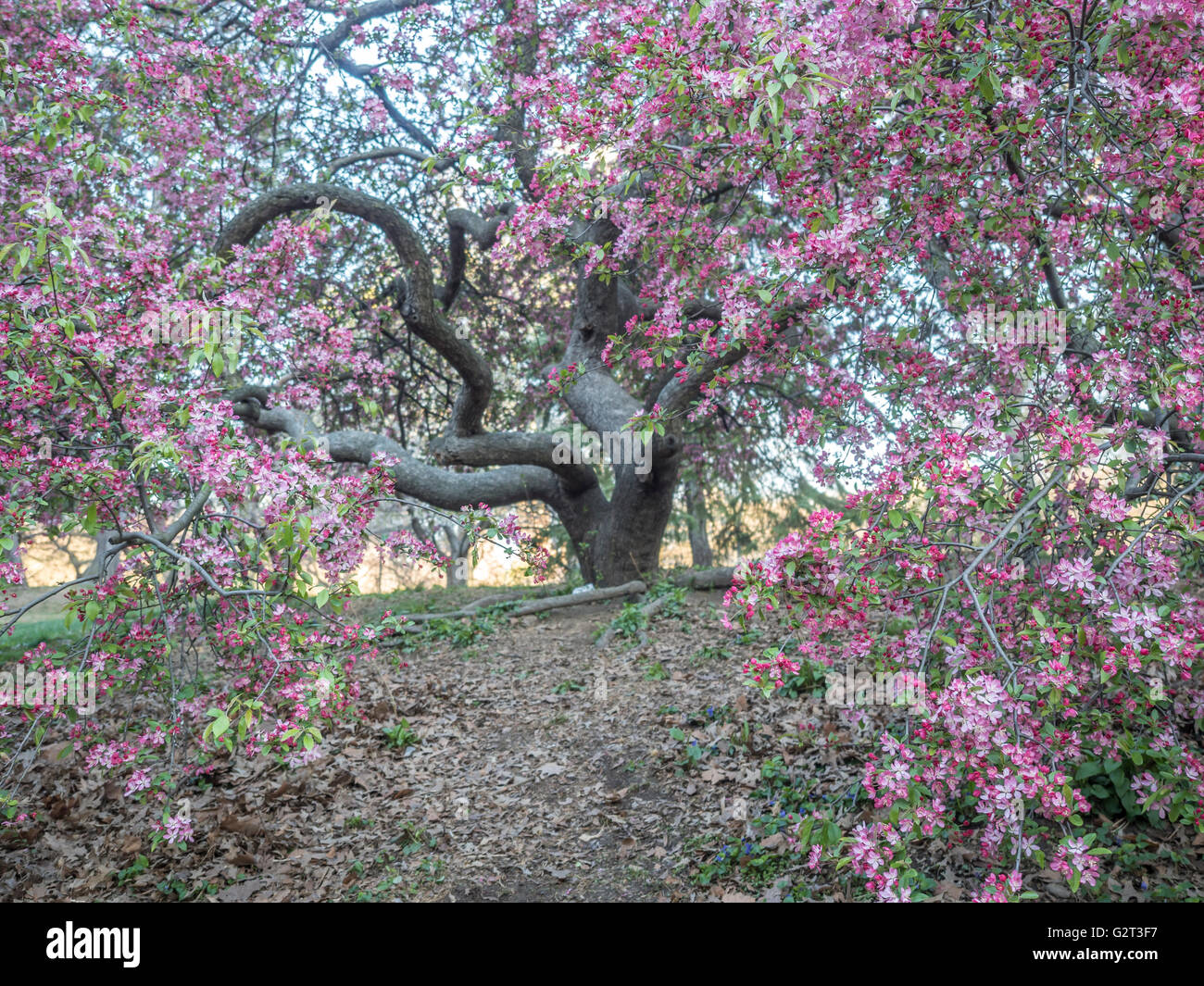 Central Park, New York City in early spring with flowers and trees in ...