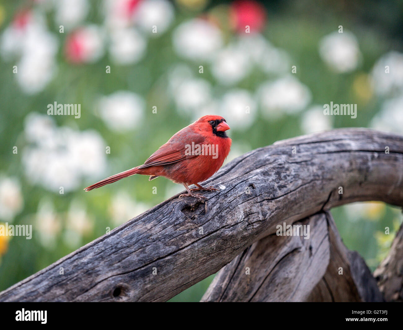 Northern cardinal ,Cardinalis cardinalis, is a North American bird in ...