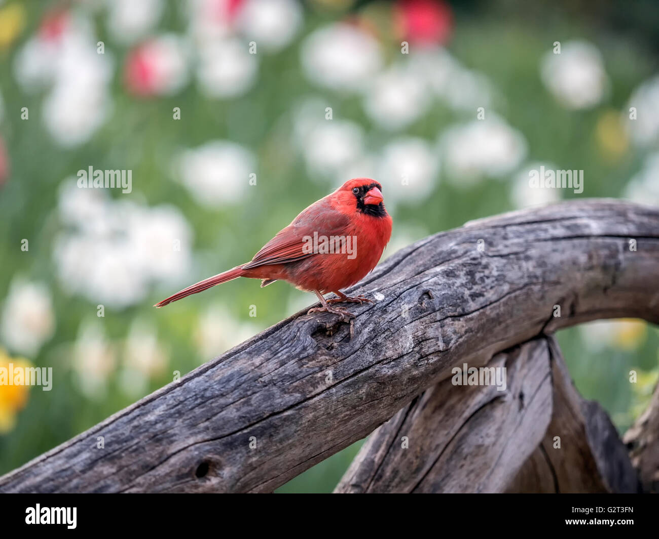 Northern cardinal ,Cardinalis cardinalis, is a North American bird in ...