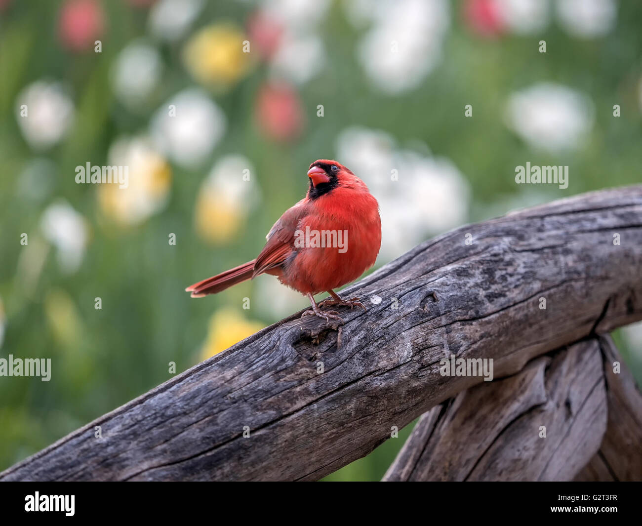 Northern cardinal ,Cardinalis cardinalis, is a North American bird in ...