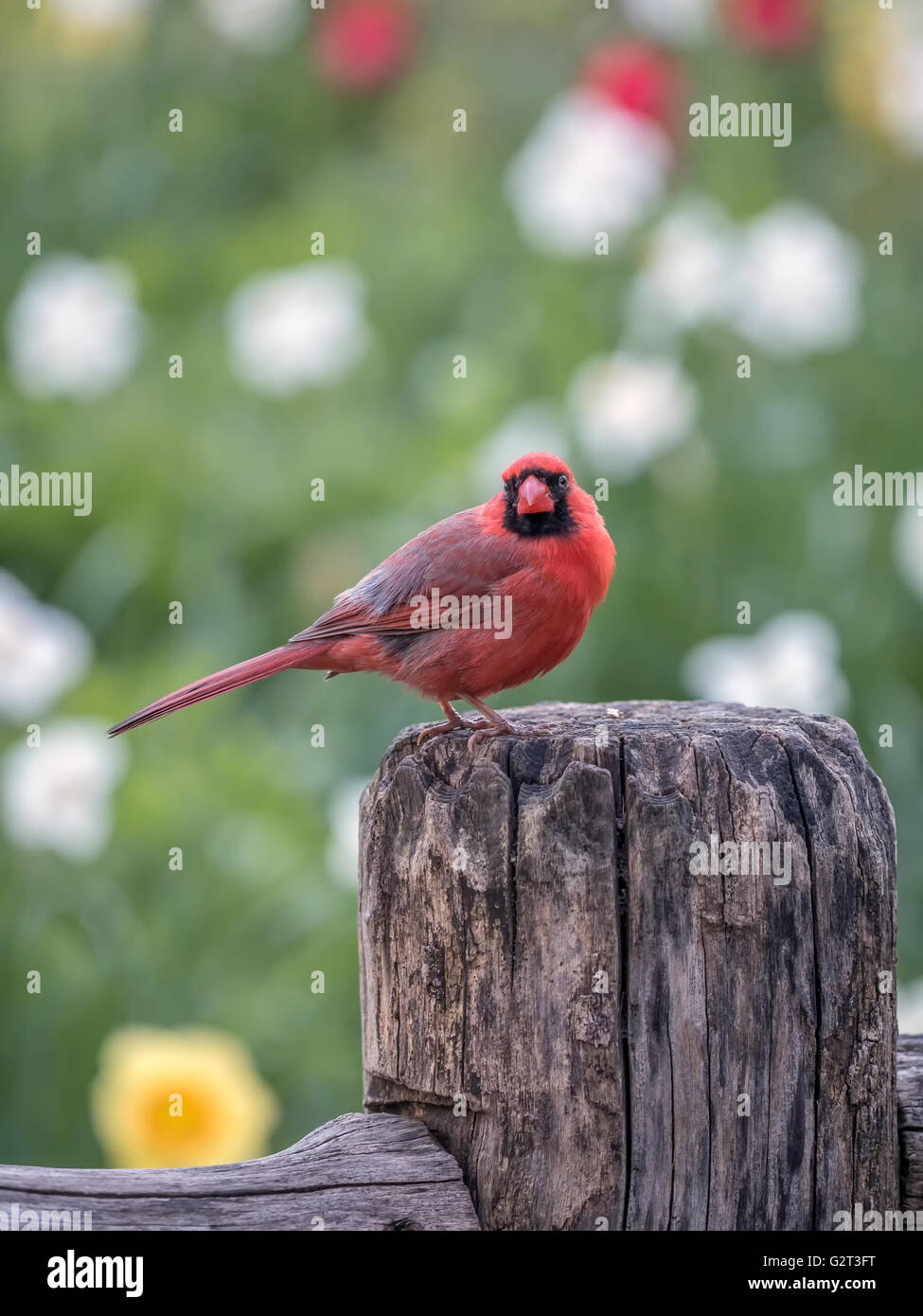 Northern cardinal ,Cardinalis cardinalis, is a North American bird in ...