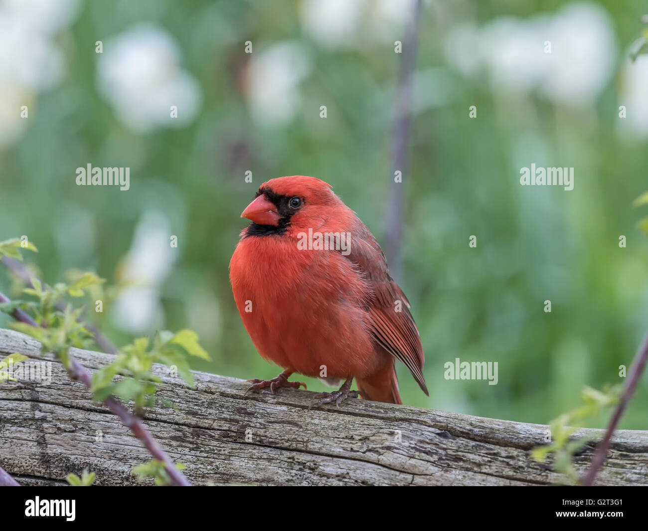 Northern cardinal ,Cardinalis cardinalis, is a North American bird in ...