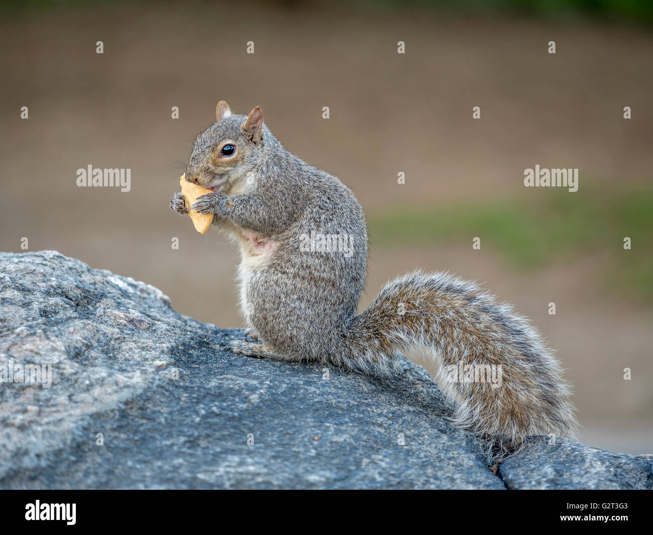 Sciurus carolinensis, common name eastern gray squirrel or grey ...